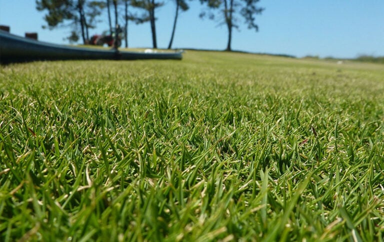 5 Steps to Confidently Care For a Zoysia Lawn in Oklahoma